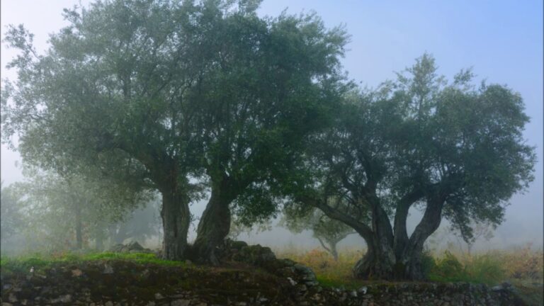 Dicho de un Color Verde como una Aceituna: Significado y Usos en el ...
