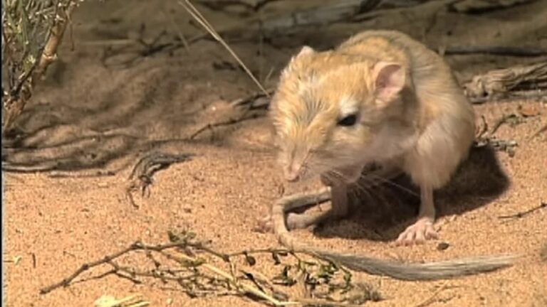 Descubre la Asombrosa Flora y Fauna del Pinacate: Un Paraíso Natural en ...